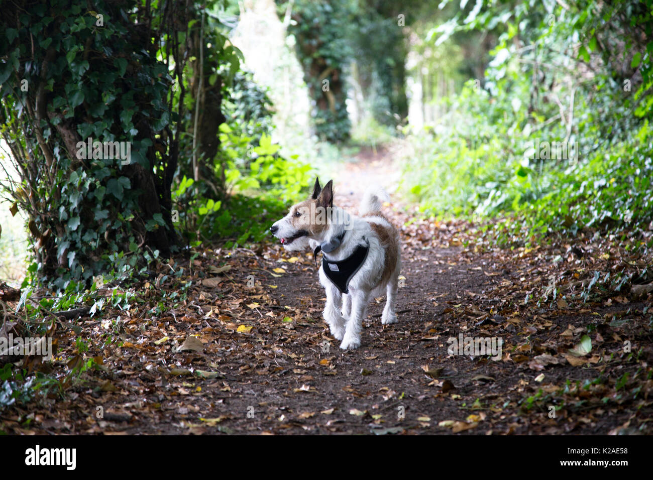 Jack Russell exploring a park Stock Photo - Alamy