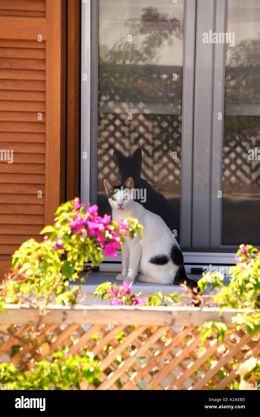 cat sitting near window Stock Photo - Alamy