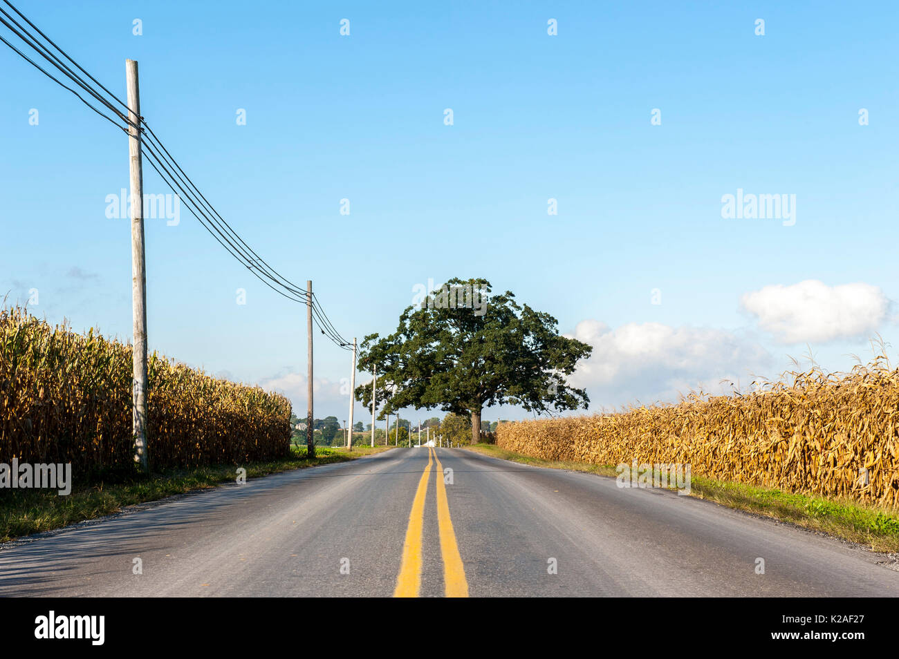 Scenic corn fields hi-res stock photography and images - Alamy