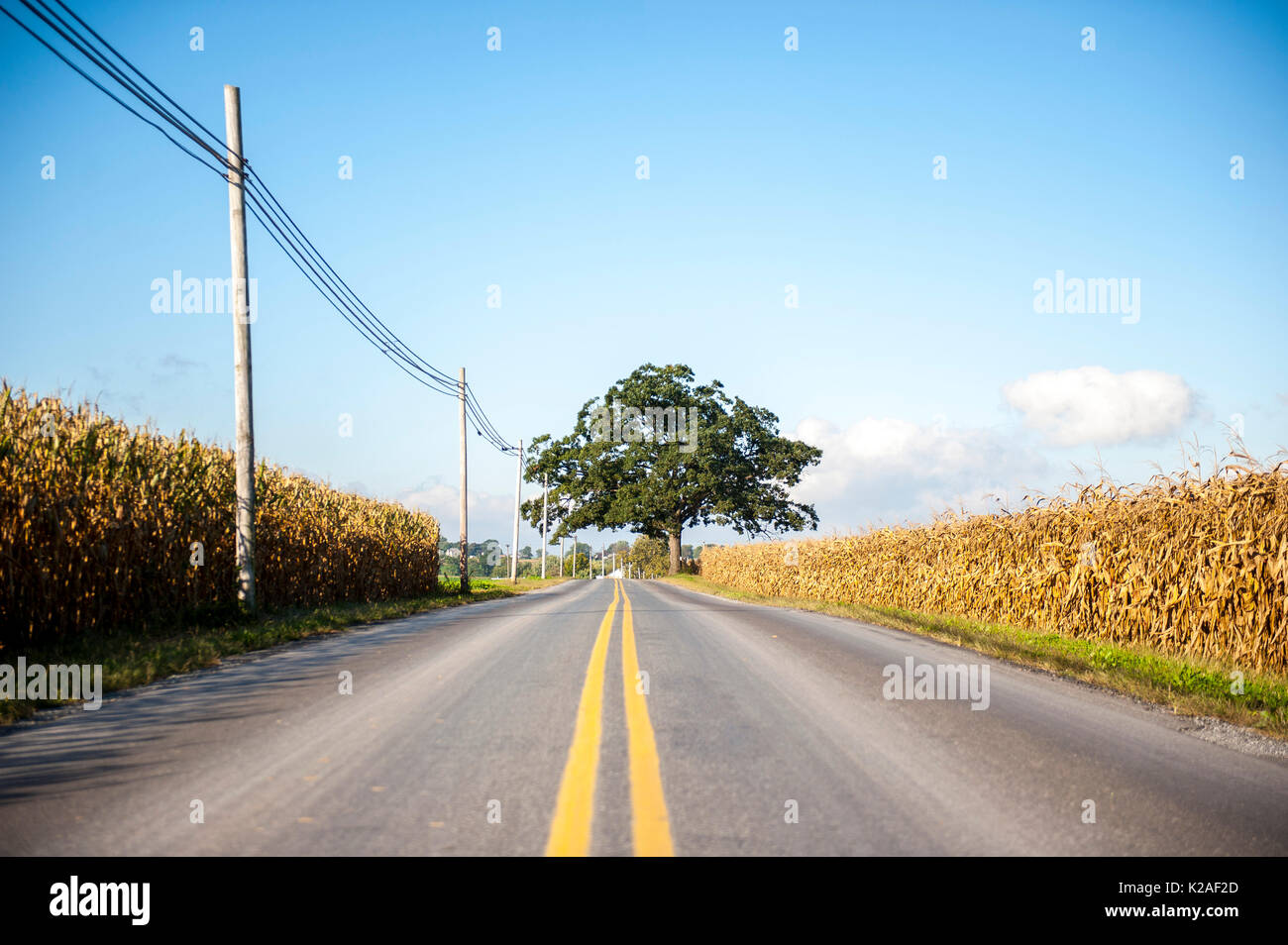 Standing oak tree hi-res stock photography and images - Alamy