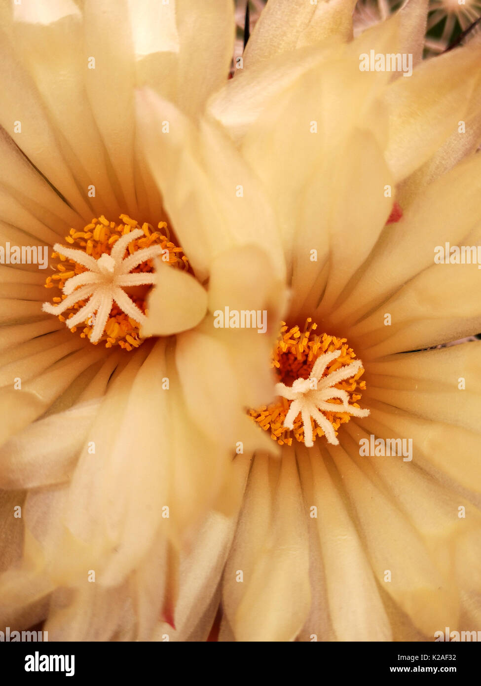 Interior of a cactus flower Stock Photo - Alamy