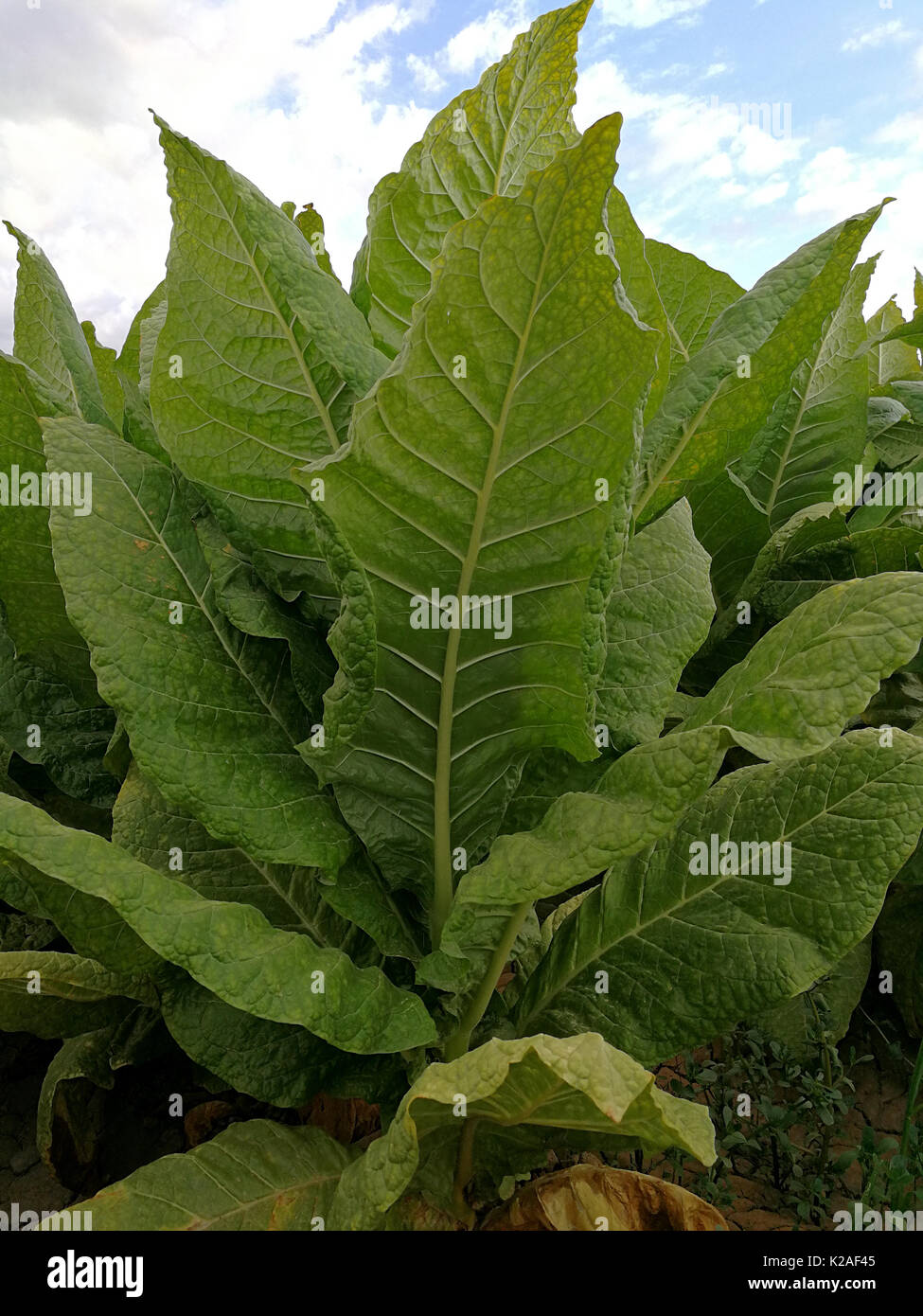 Cigar fields hi-res stock photography and images - Alamy