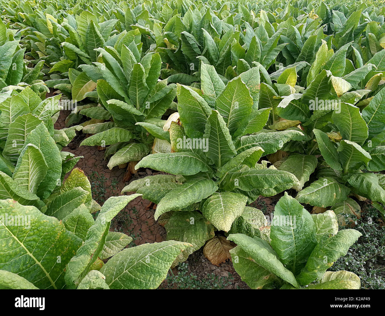 Cigar fields hi-res stock photography and images - Alamy