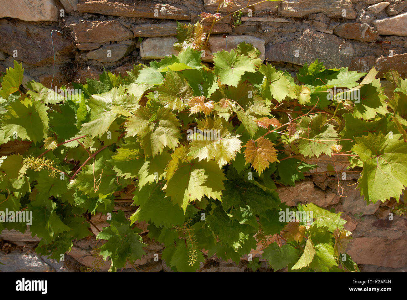 Doganbey Village, Turkey Stock Photo - Alamy