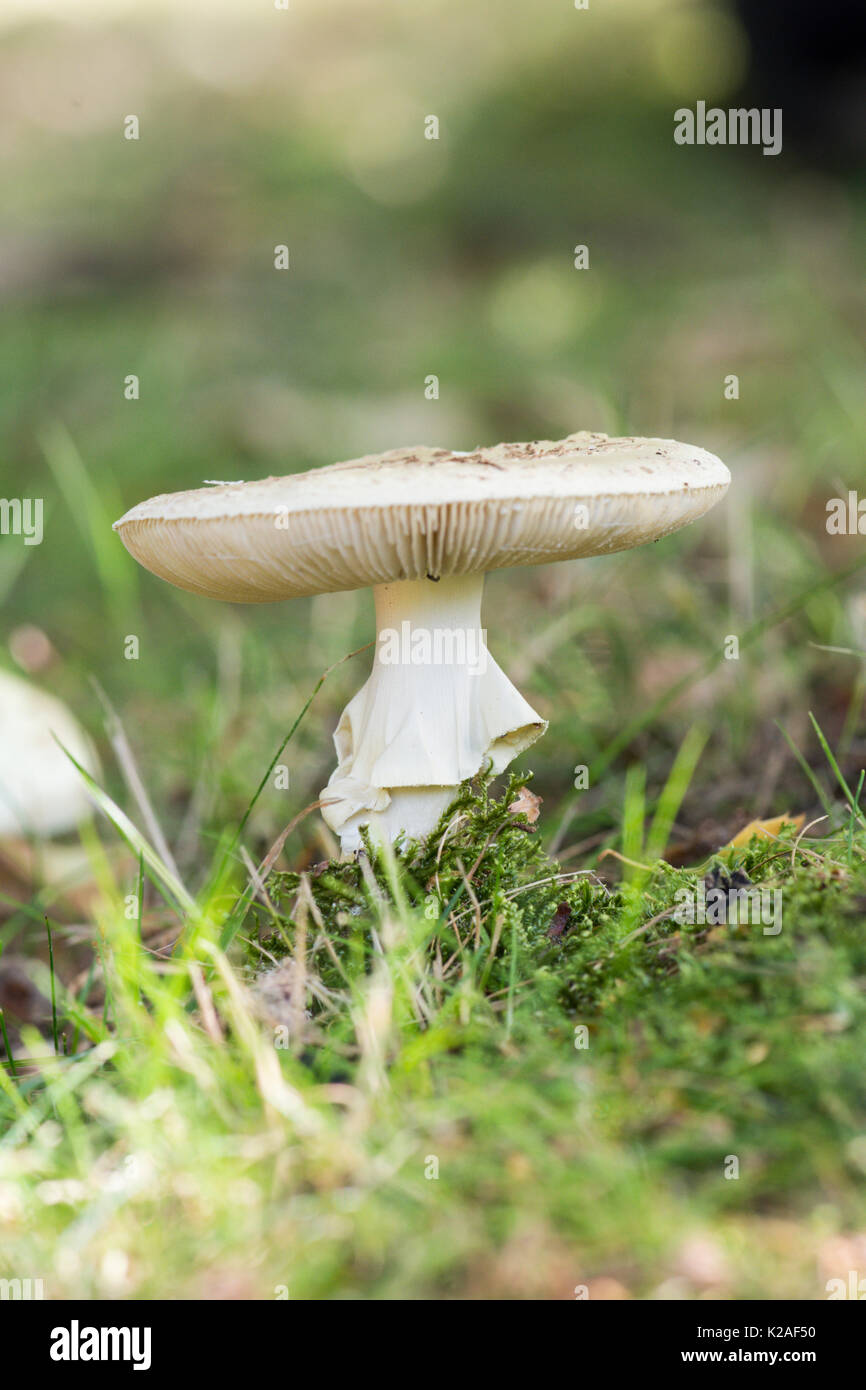 False death cap hi-res stock photography and images - Alamy