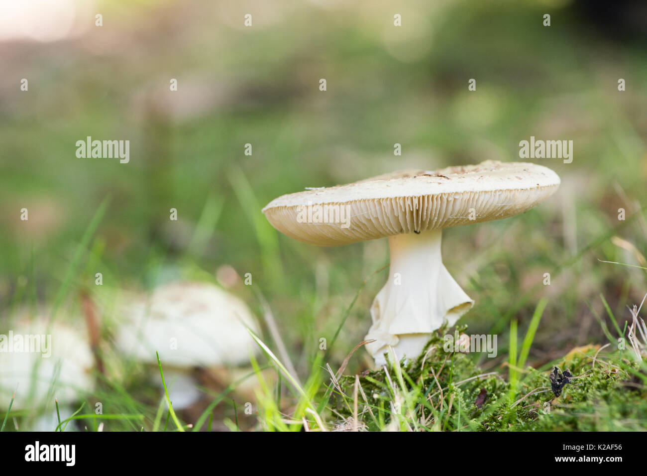 Death cap hi-res stock photography and images - Alamy