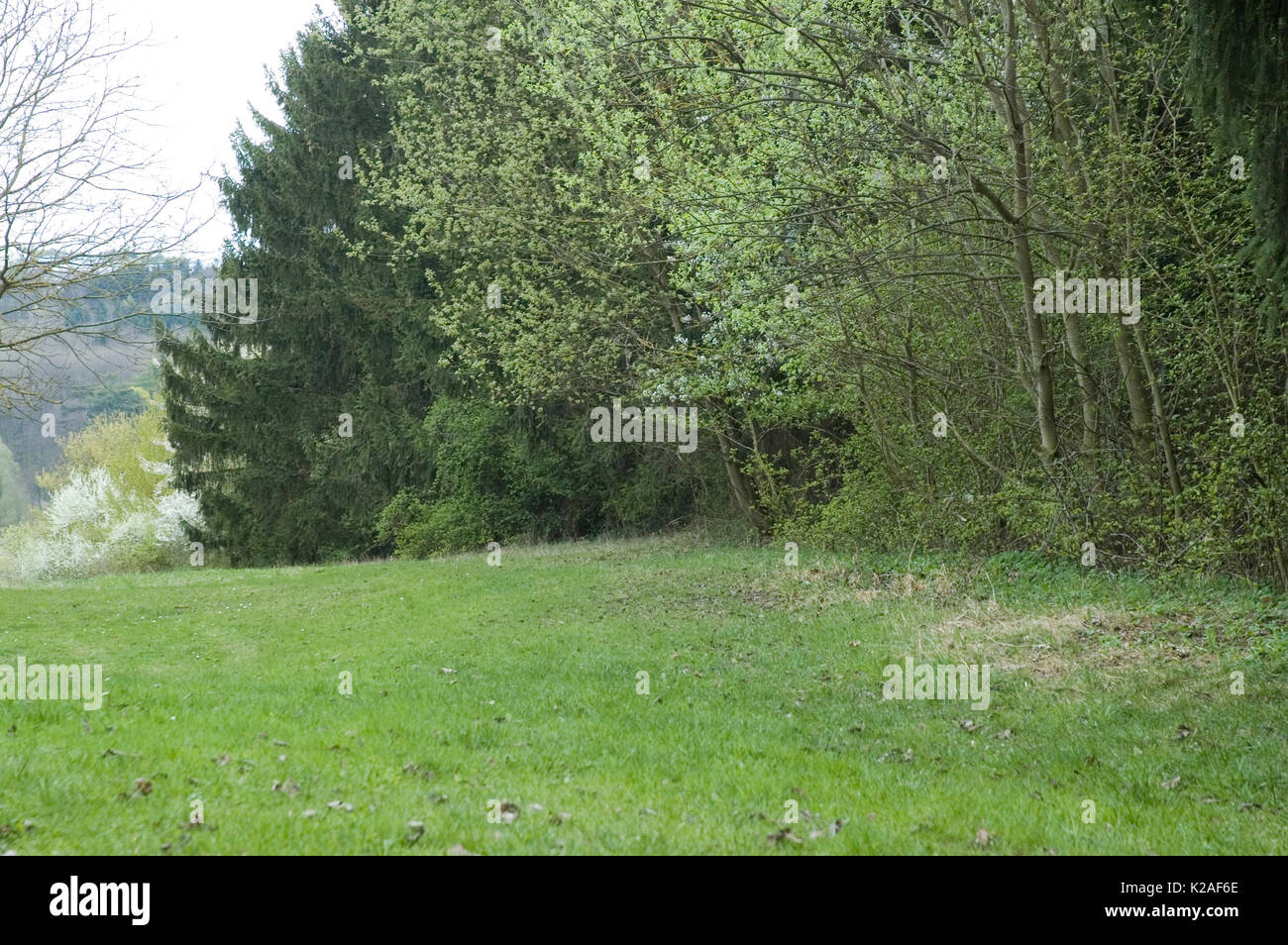 forest edge in spring Stock Photo - Alamy