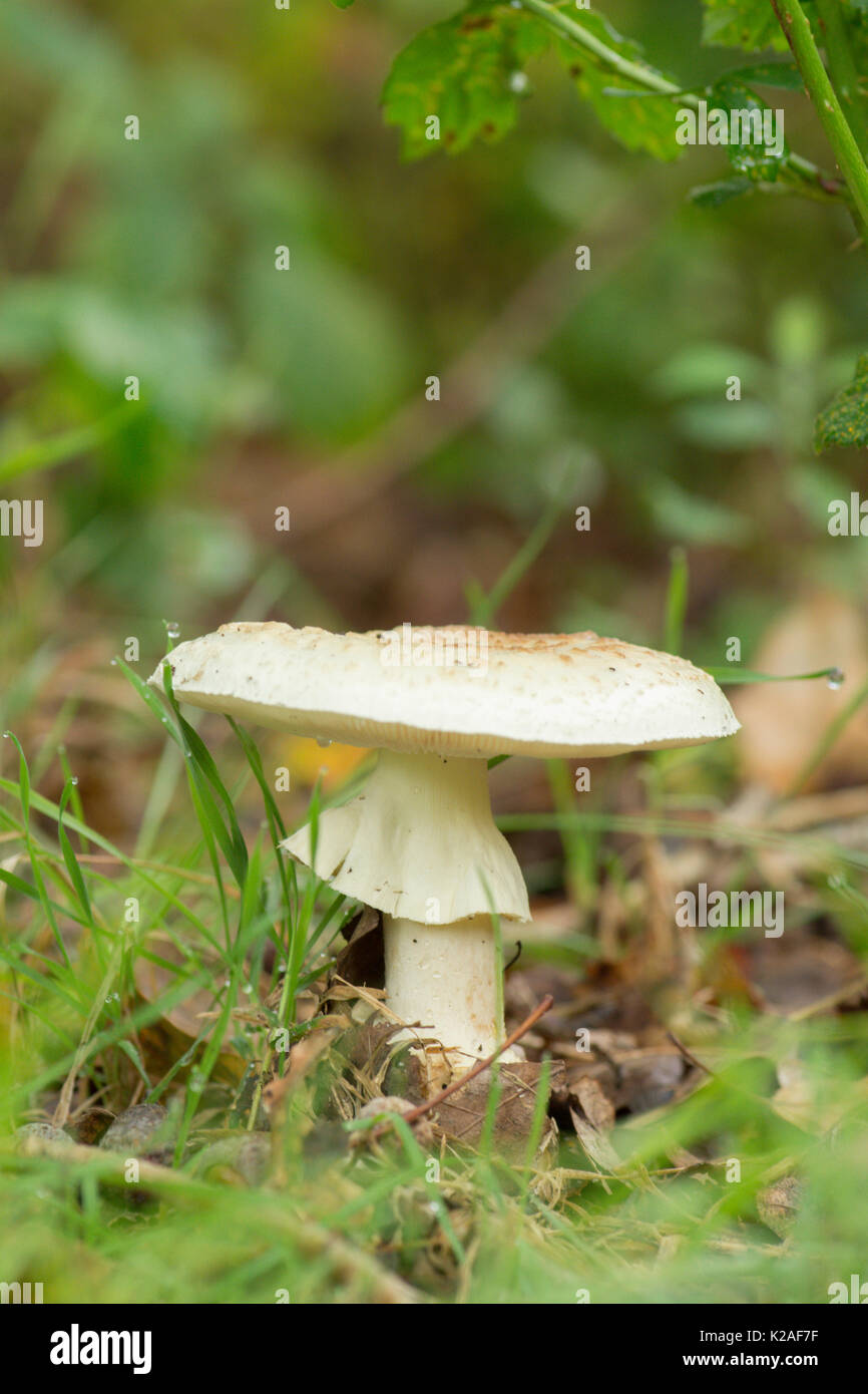 False deathcap, False death cap, Amanita citrina, Sussex, UK. August ...