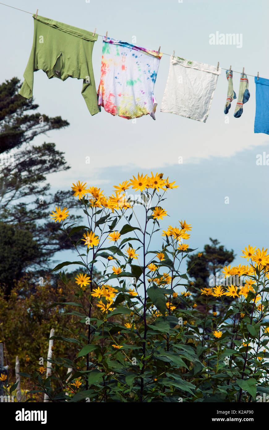 Hanging clothes out to dry outdoors near yellow wildflowers. It is a ...