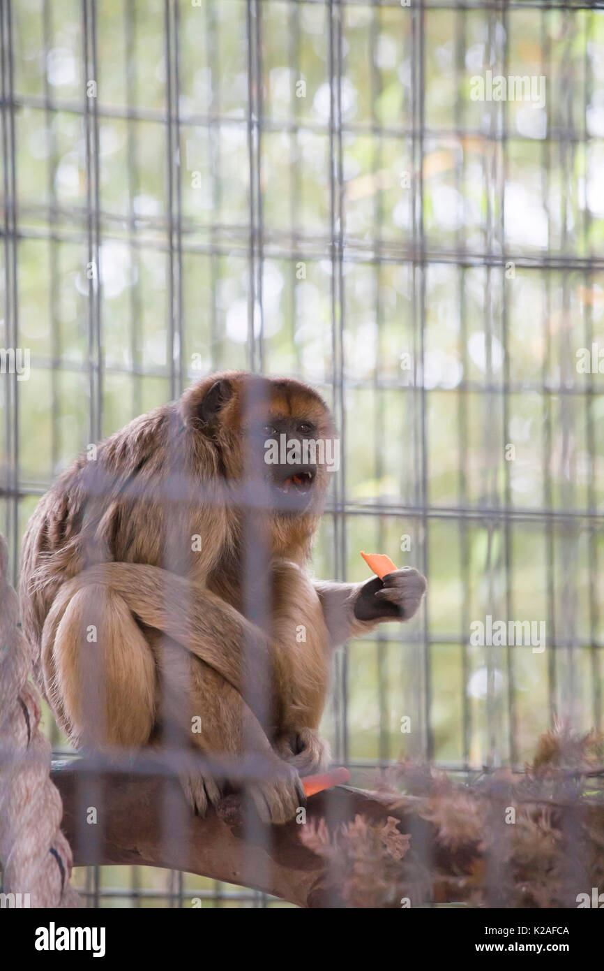 Lone female howler monkey eating a carrot snack Stock Photo - Alamy