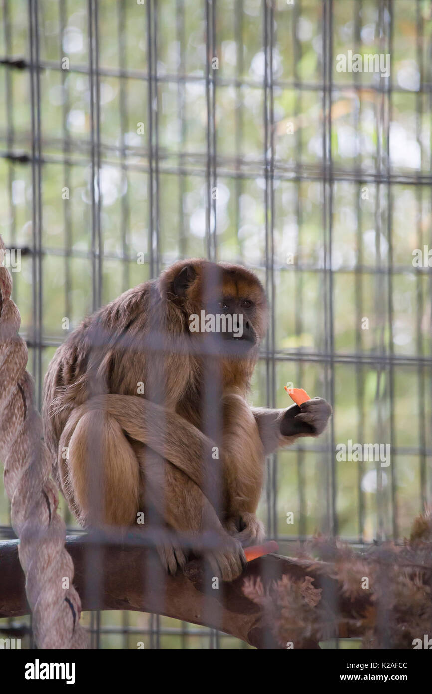 Lone female howler monkey eating a carrot snack Stock Photo - Alamy