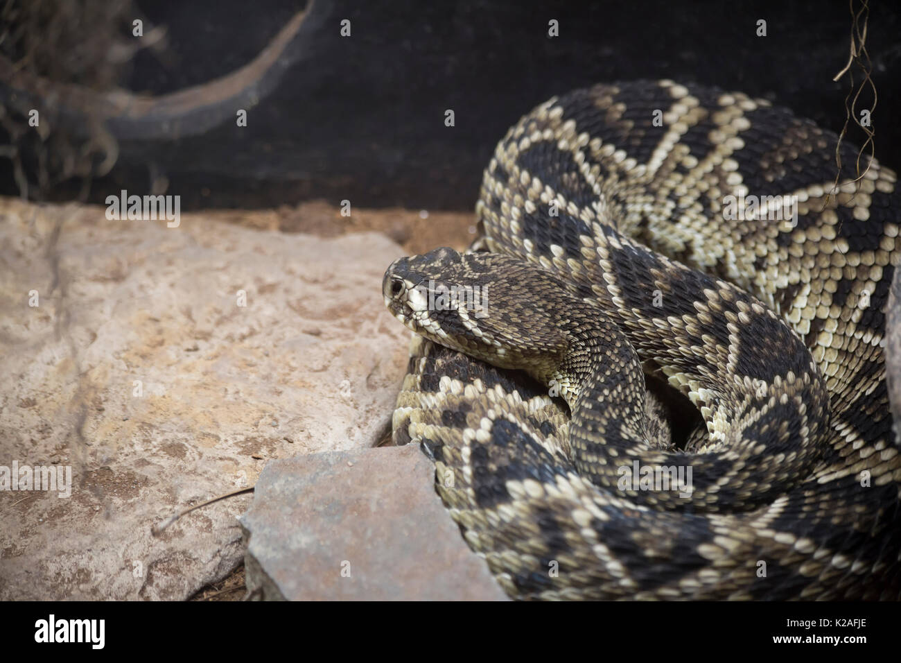 Diamondback Snake Fangs High Resolution Stock Photography and Images ...