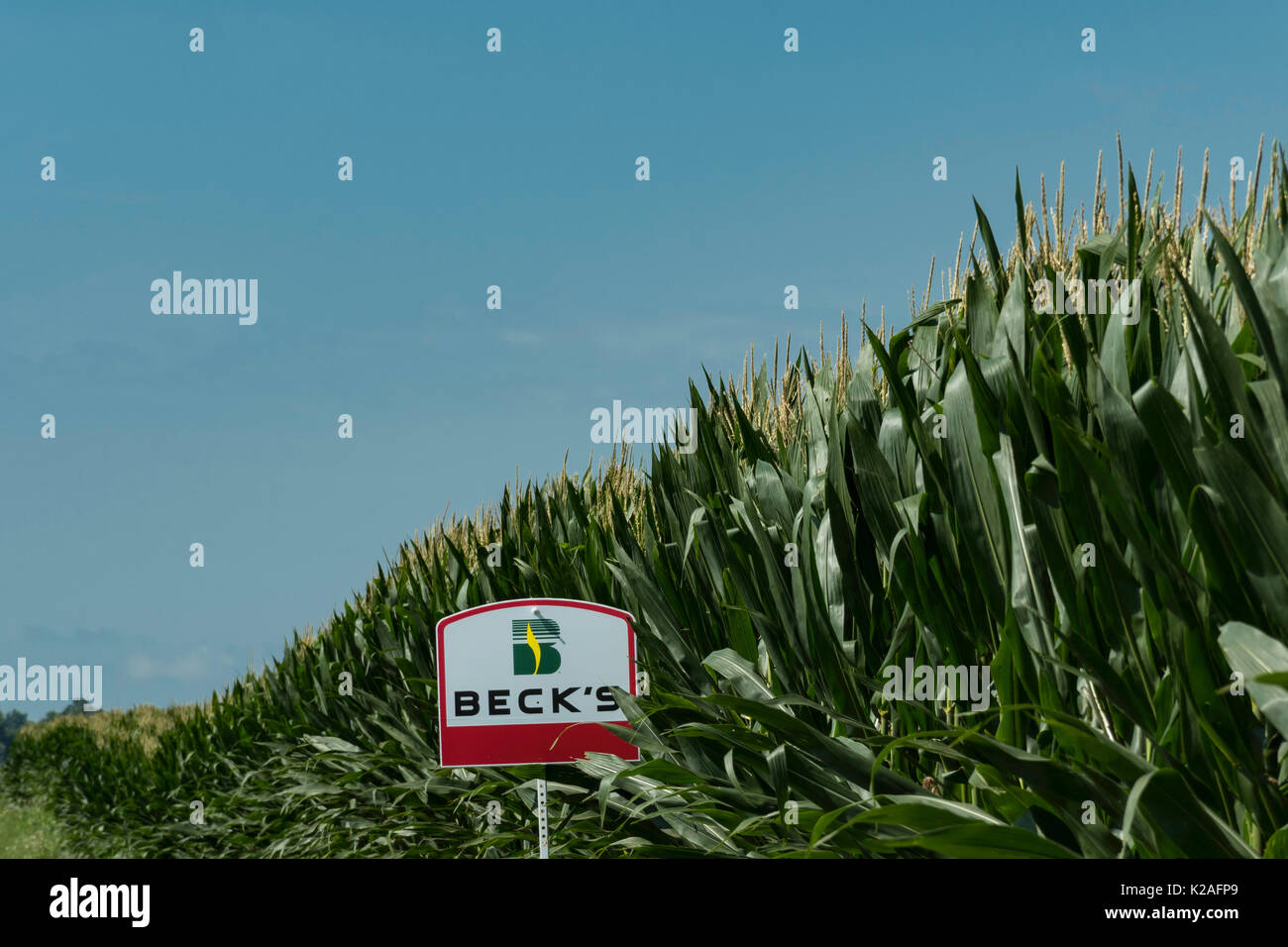 Corn crop with seed company sign Stock Photo - Alamy