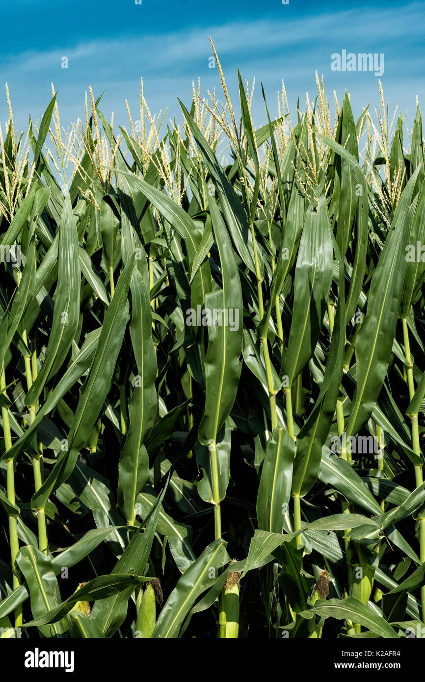 Mid illinois hi-res stock photography and images - Alamy