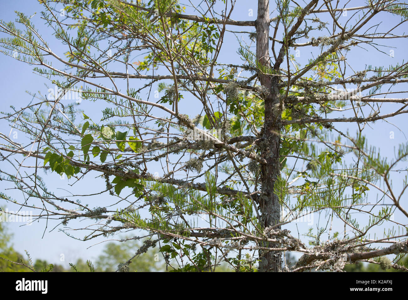 Cypress tree limbs against a bright blue sky Stock Photo - Alamy