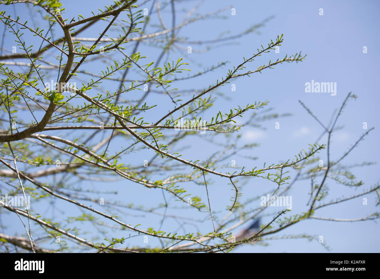 Cypress tree limbs against a bright blue sky Stock Photo - Alamy