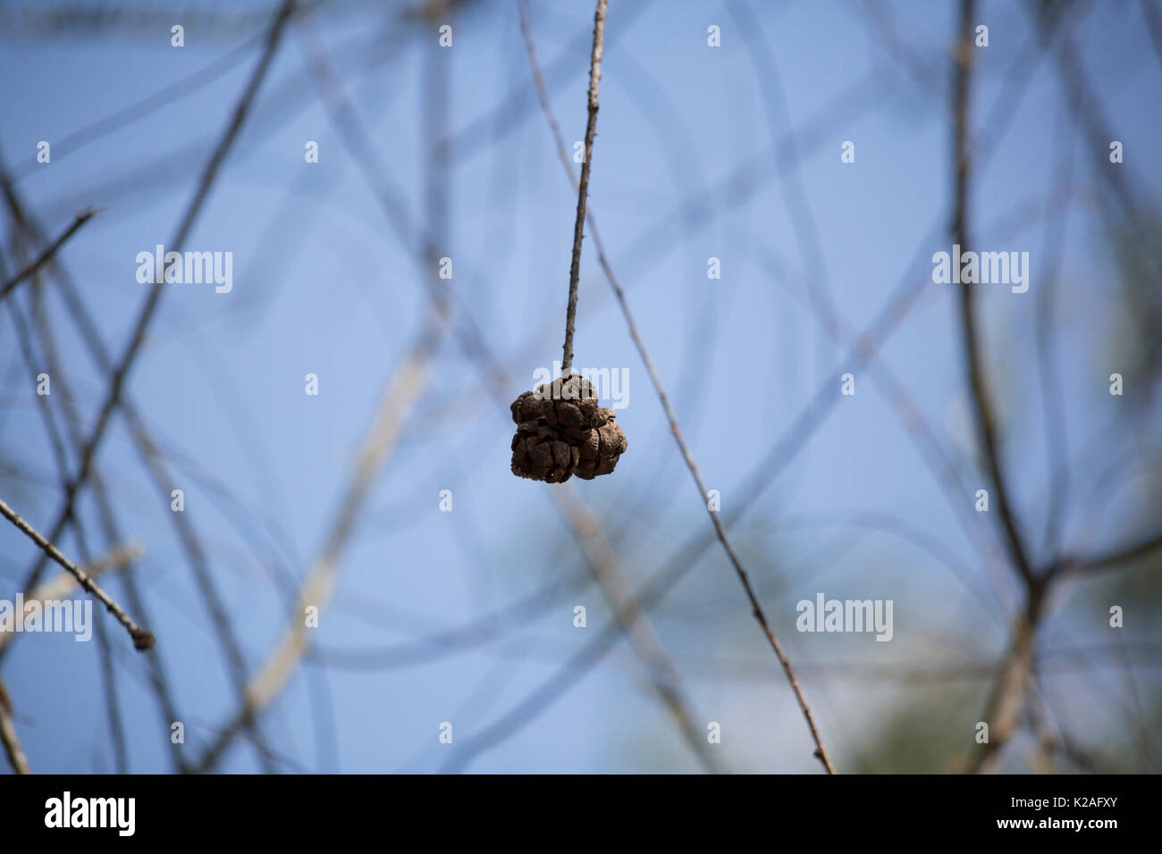 Close up of a cypress tree seed ball hanging from a branch Stock Photo ...
