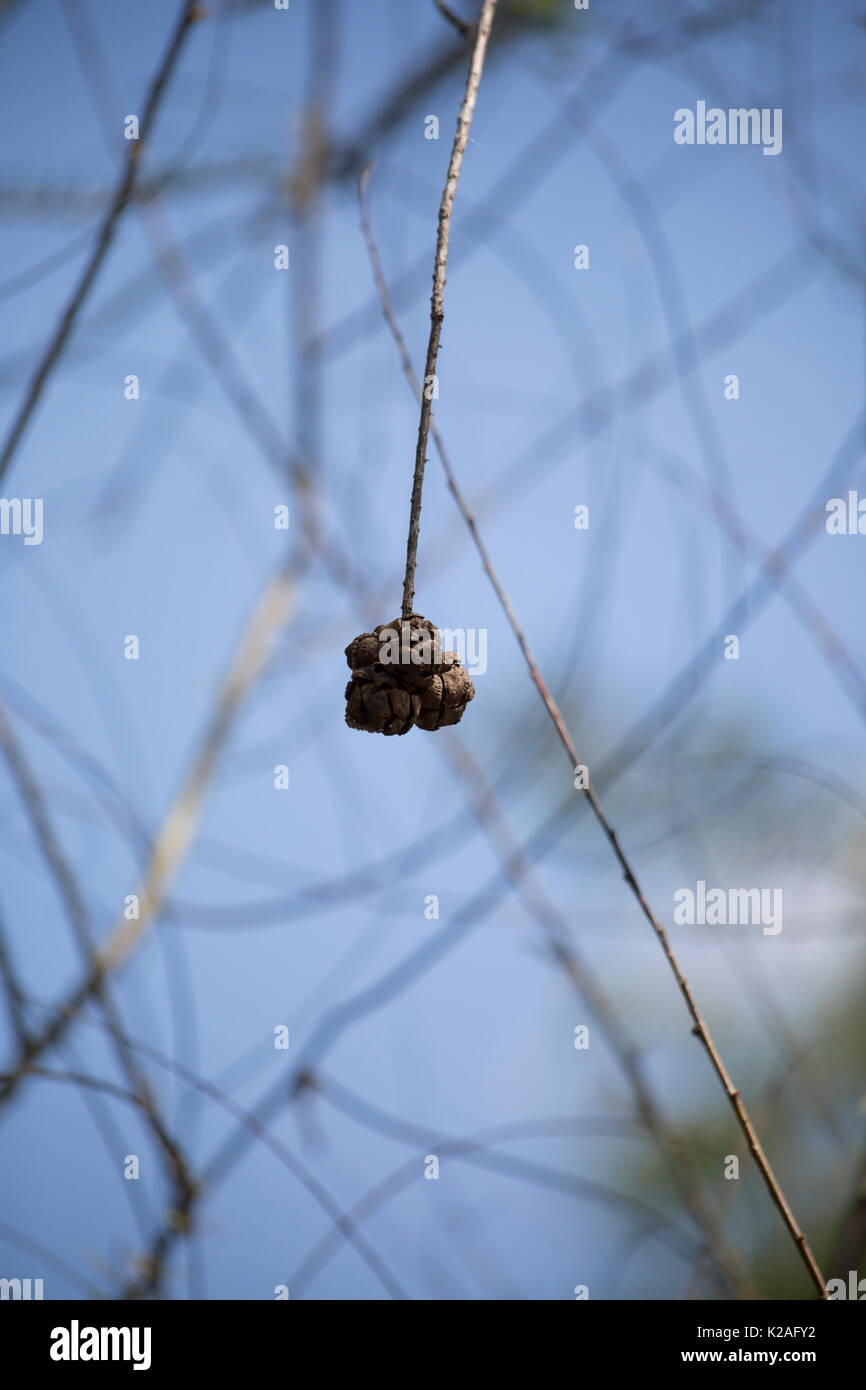 Close up of a cypress tree seed ball hanging from a branch Stock Photo ...