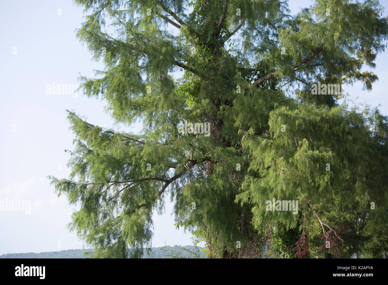 Extreme close up of a beautiful cypress tree Stock Photo - Alamy