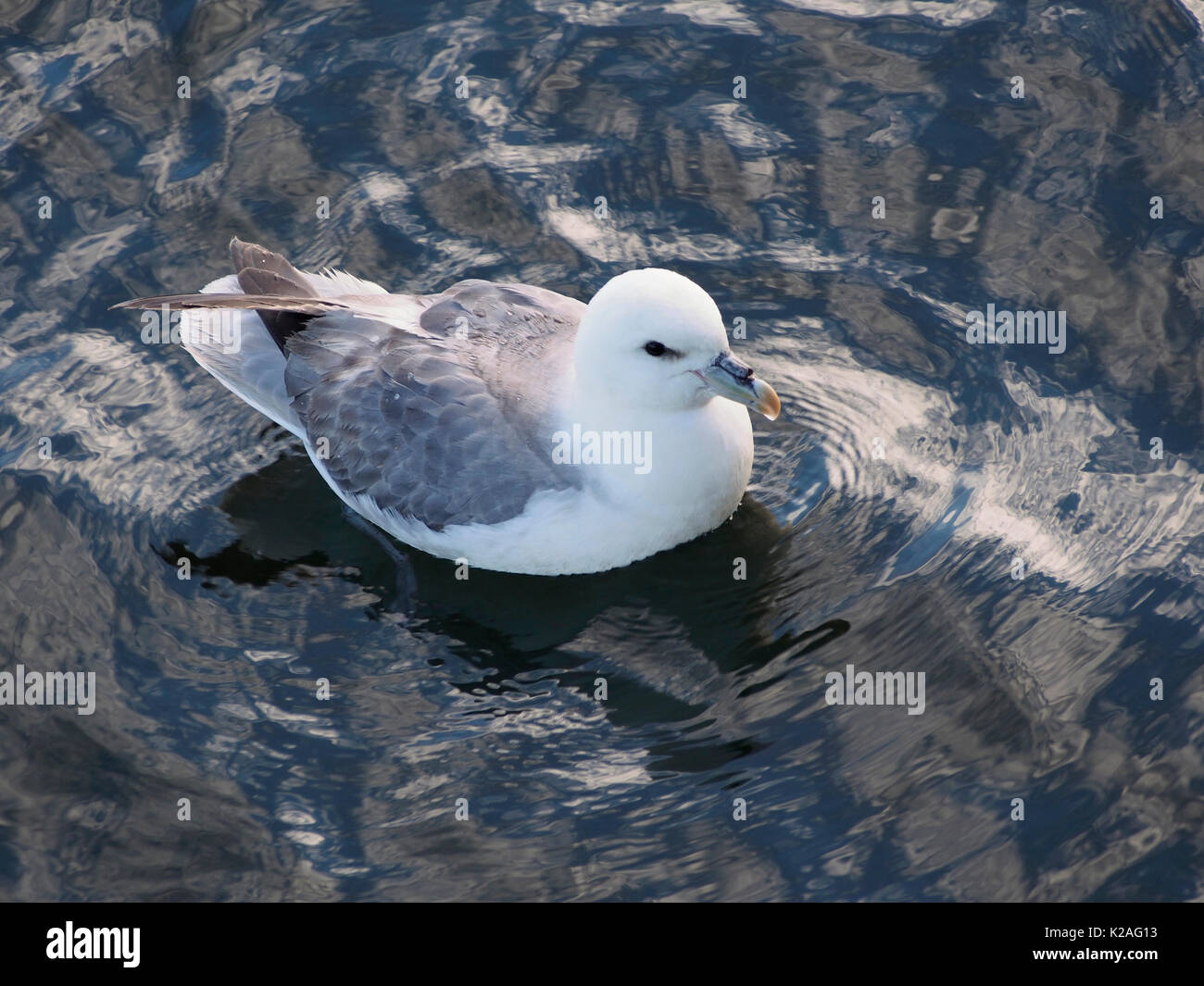 Fulmar, Drangsnes, Strandir, Iceland Stock Photo - Alamy