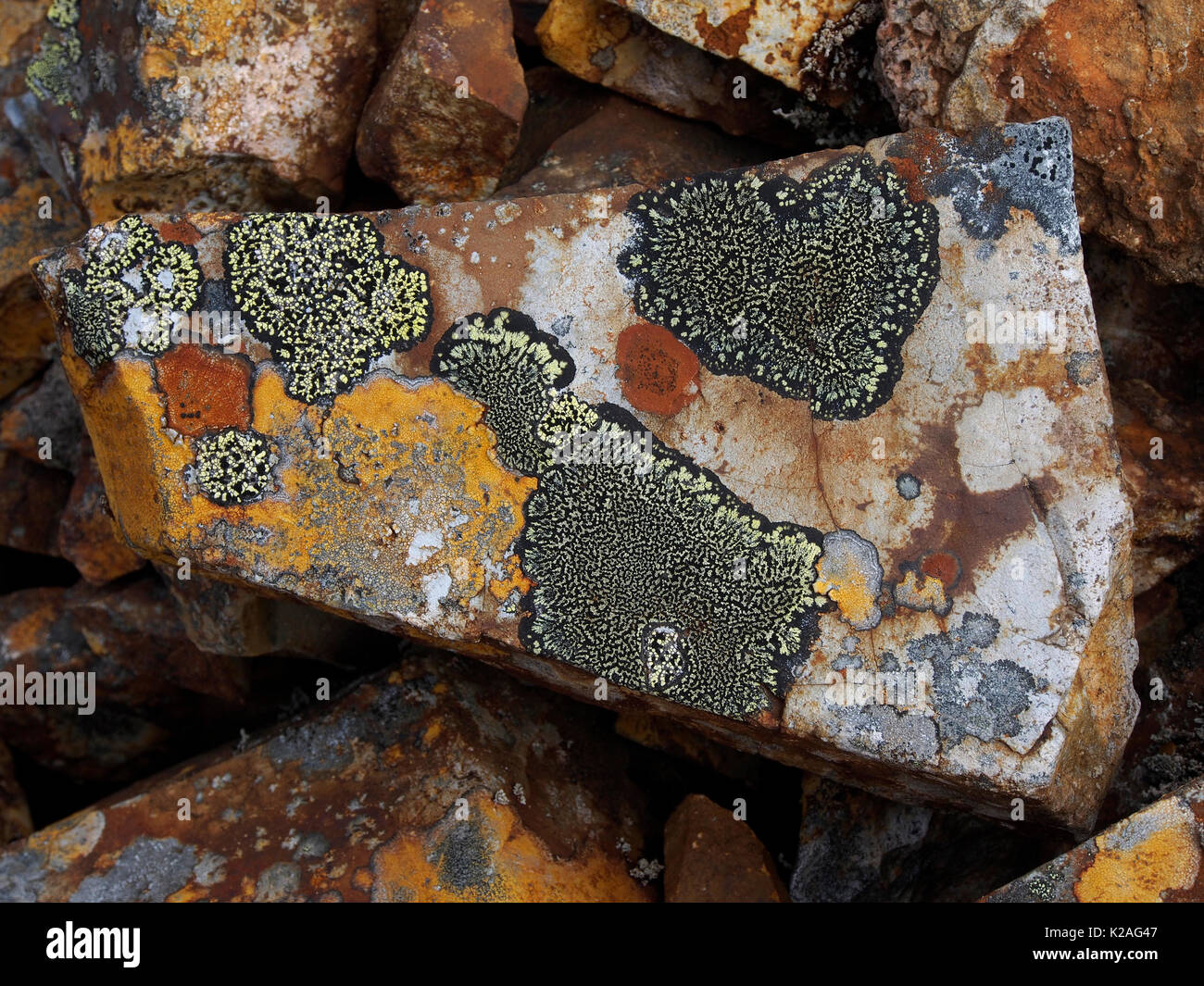 Lichen colours hi-res stock photography and images - Alamy
