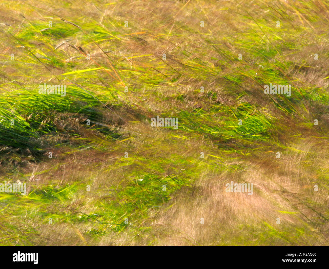Wind blown grass hi-res stock photography and images - Alamy