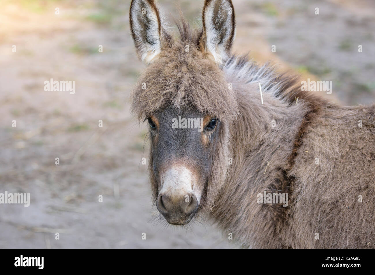 Miniature donkey foal hi-res stock photography and images - Alamy