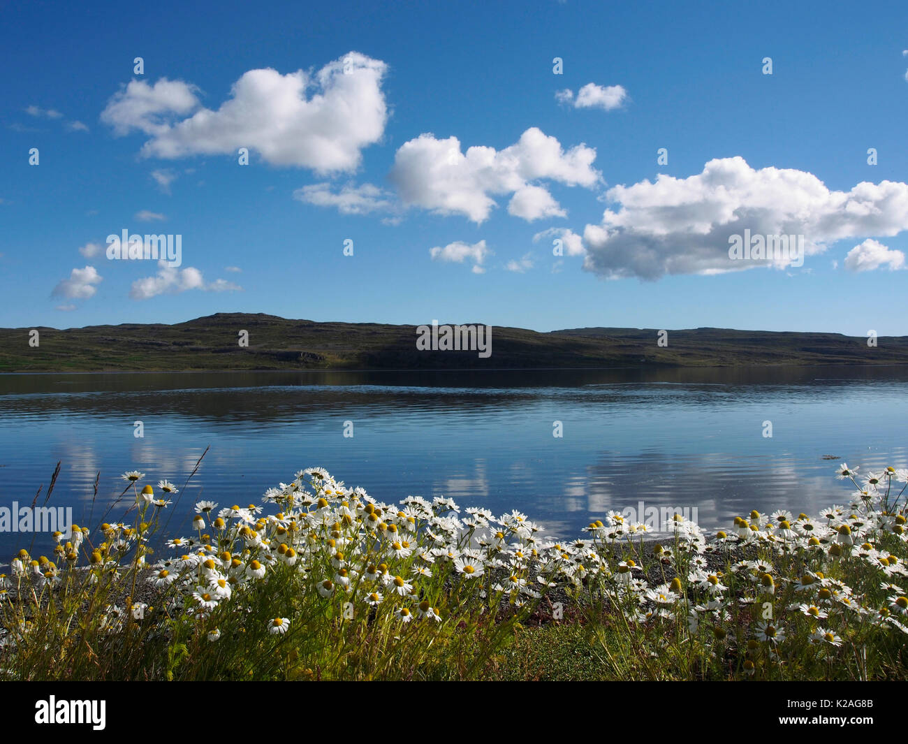 Sea daisies hi-res stock photography and images - Alamy
