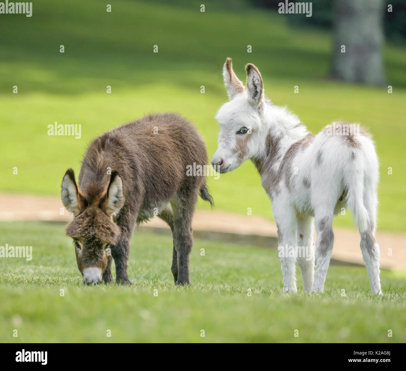Two Miniature donkey foals on lush green lawn Stock Photo - Alamy