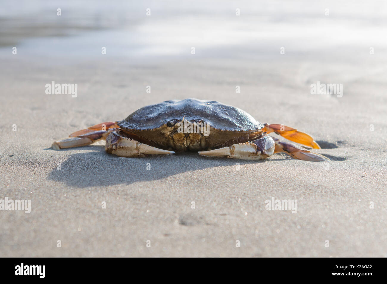 Crab Washed Up on Sandy Shore from a low angle Stock Photo - Alamy