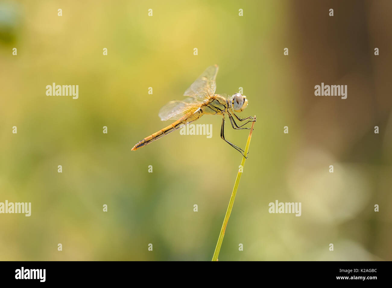 The red-veined darter or nomad Sympetrum fonscolombii is a dragonfly of ...