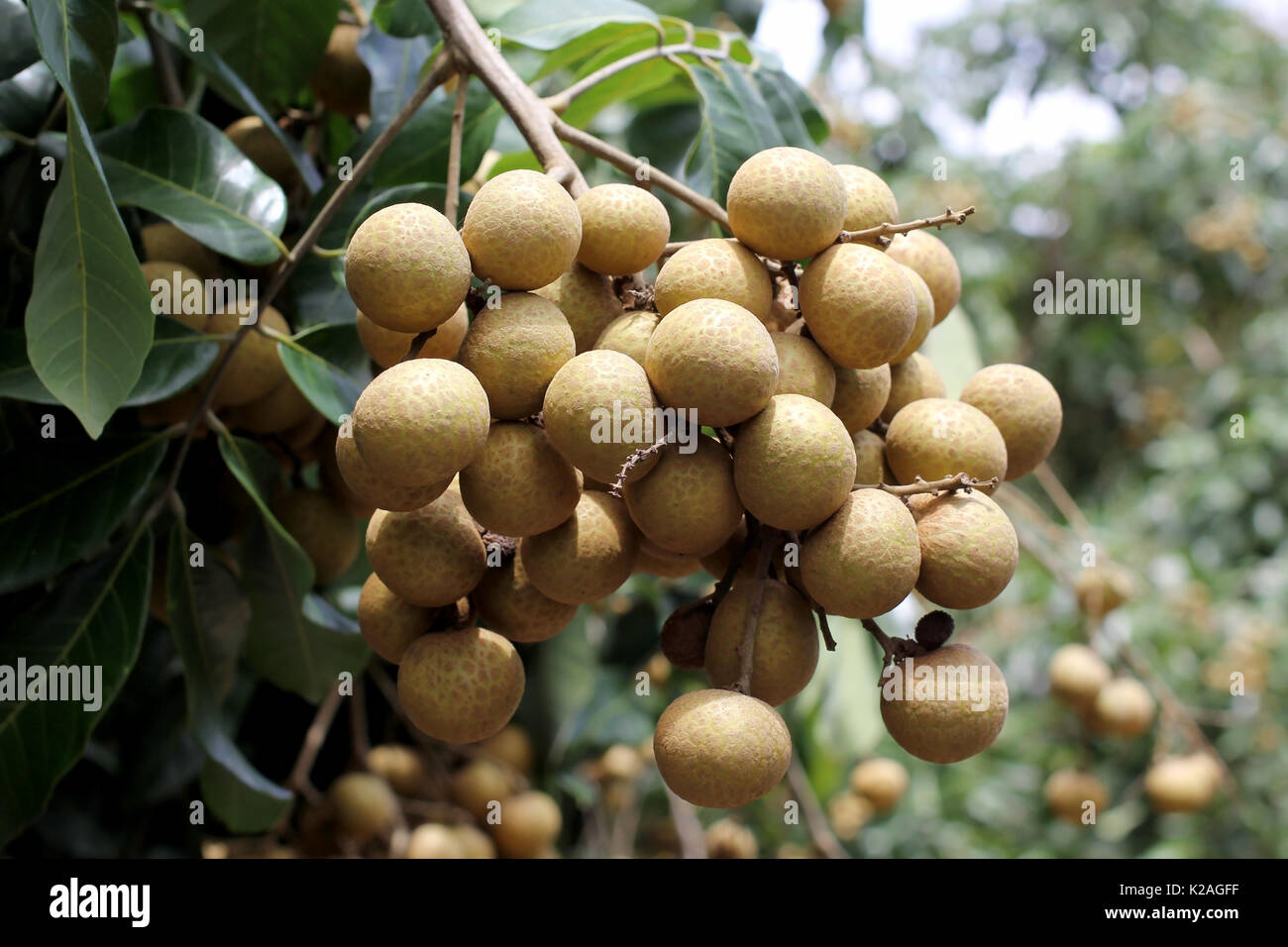 Longan tree hi-res stock photography and images - Alamy