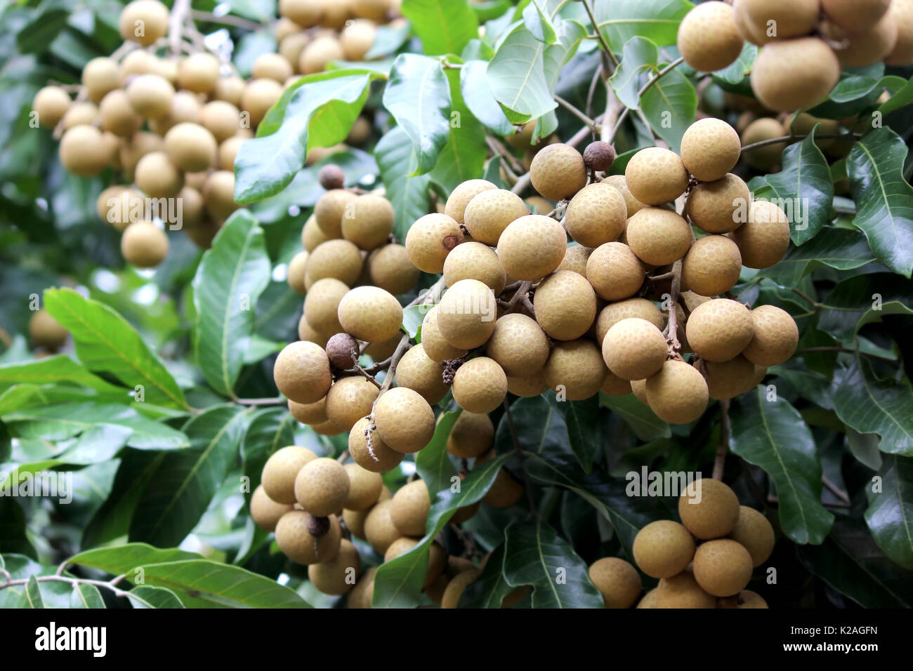 Longan tree hi-res stock photography and images - Alamy