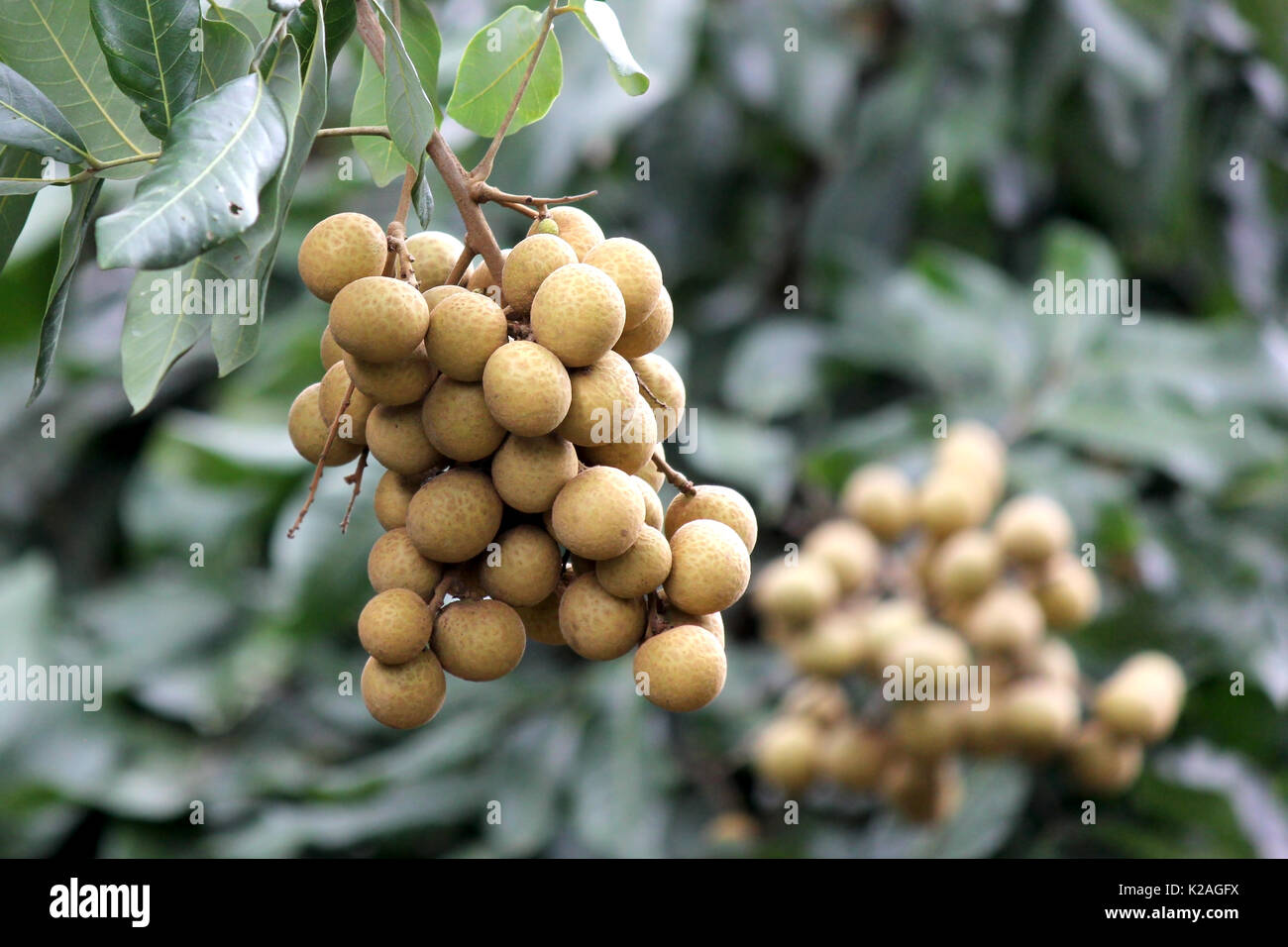 Longan tree hi-res stock photography and images - Alamy