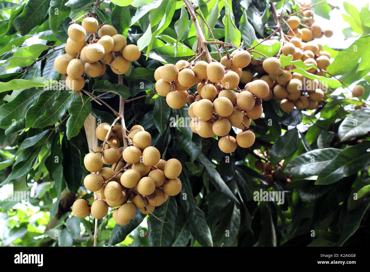 Longan tree hi-res stock photography and images - Alamy