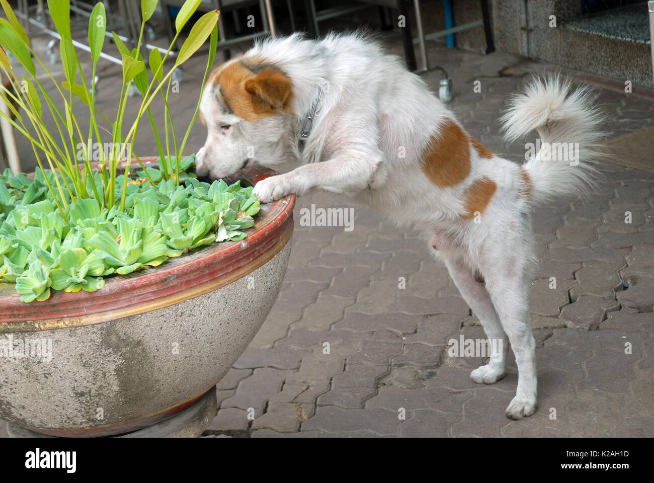 Sniff road hi-res stock photography and images - Alamy