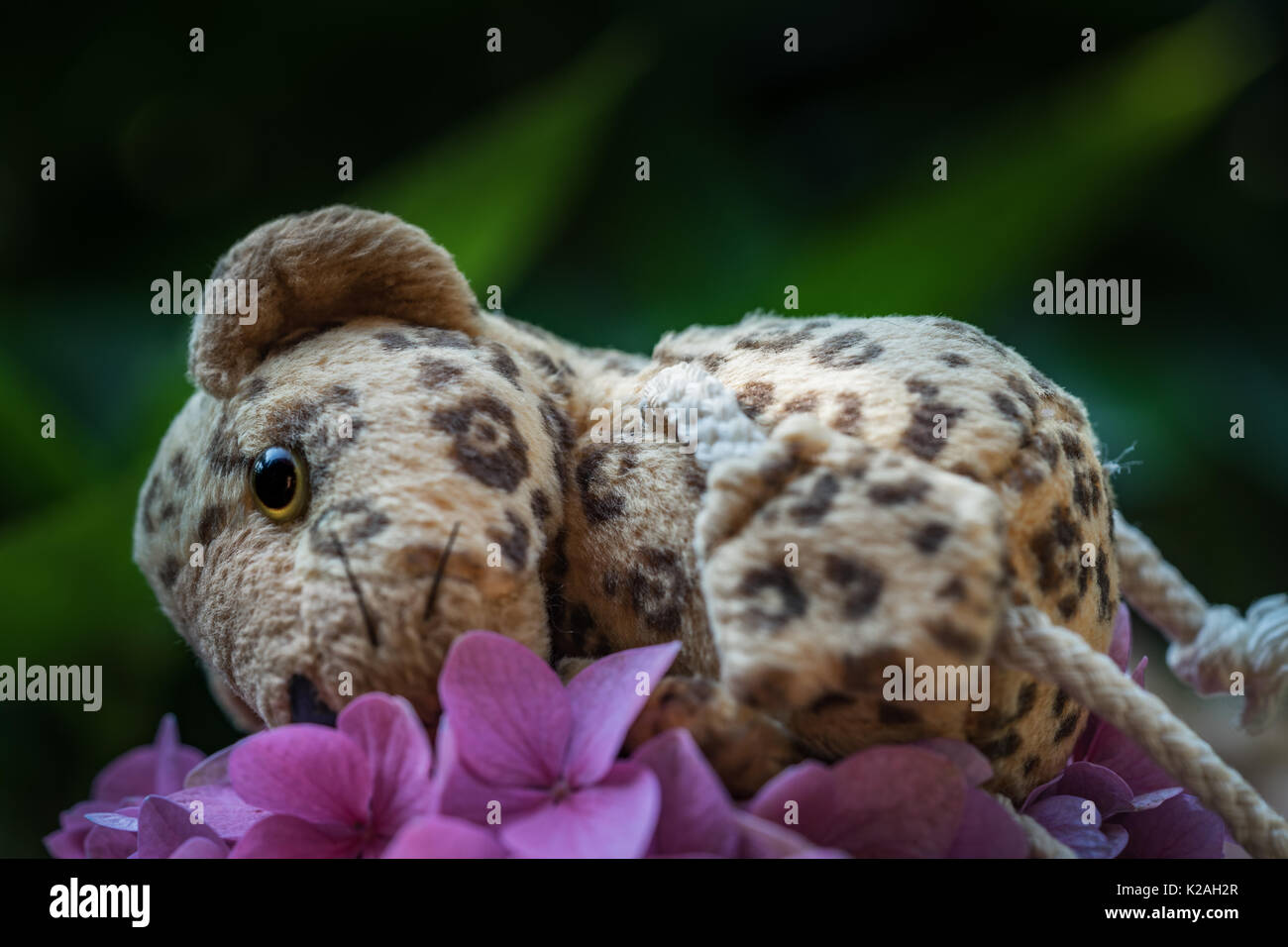 Miniature Hydrangea High Resolution Stock Photography and Images - Alamy