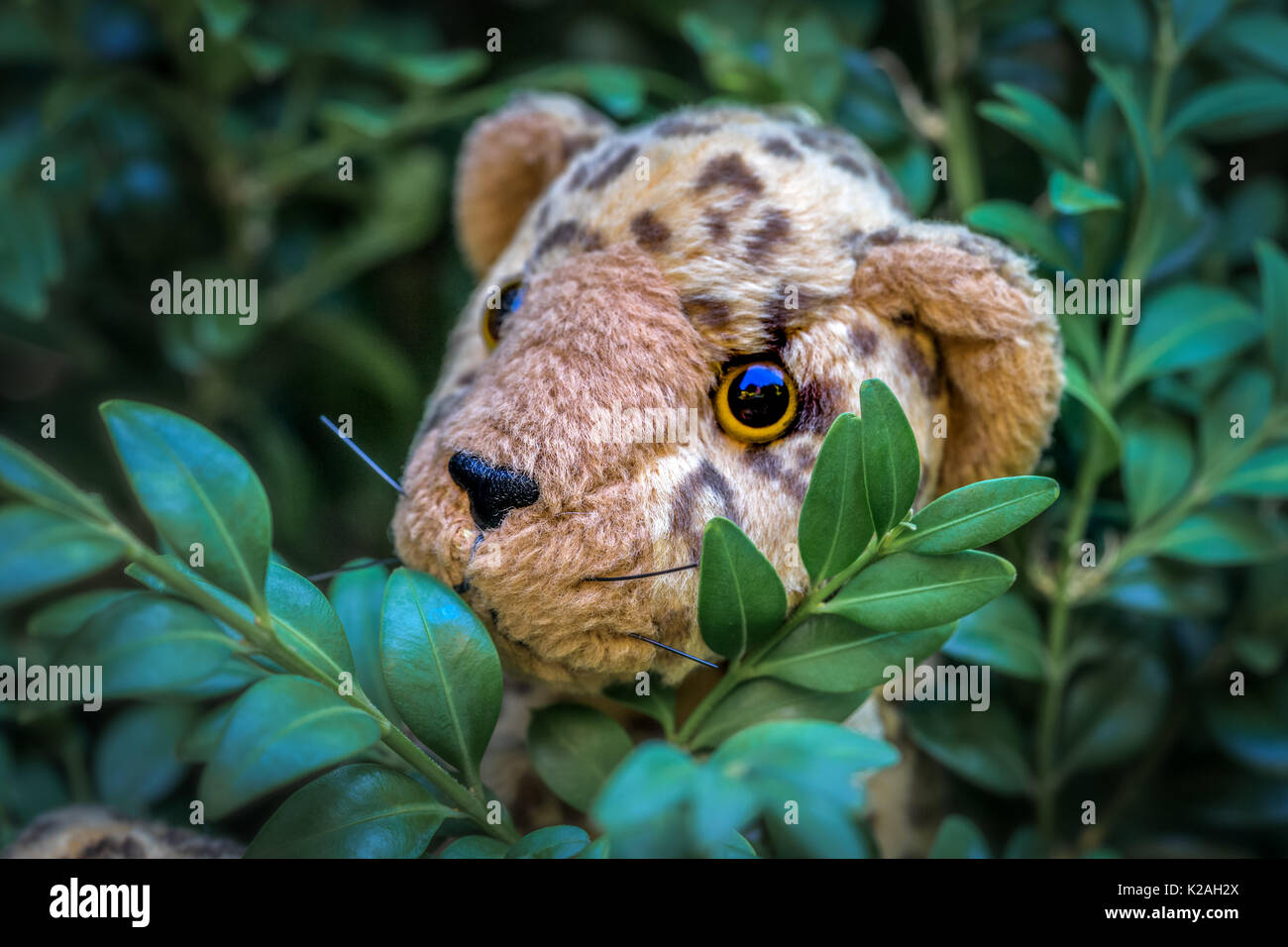 Baby leopard hi-res stock photography and images - Alamy