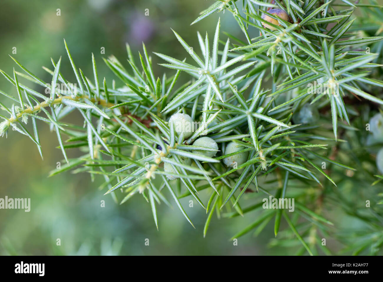 Conifer berry hi-res stock photography and images - Alamy