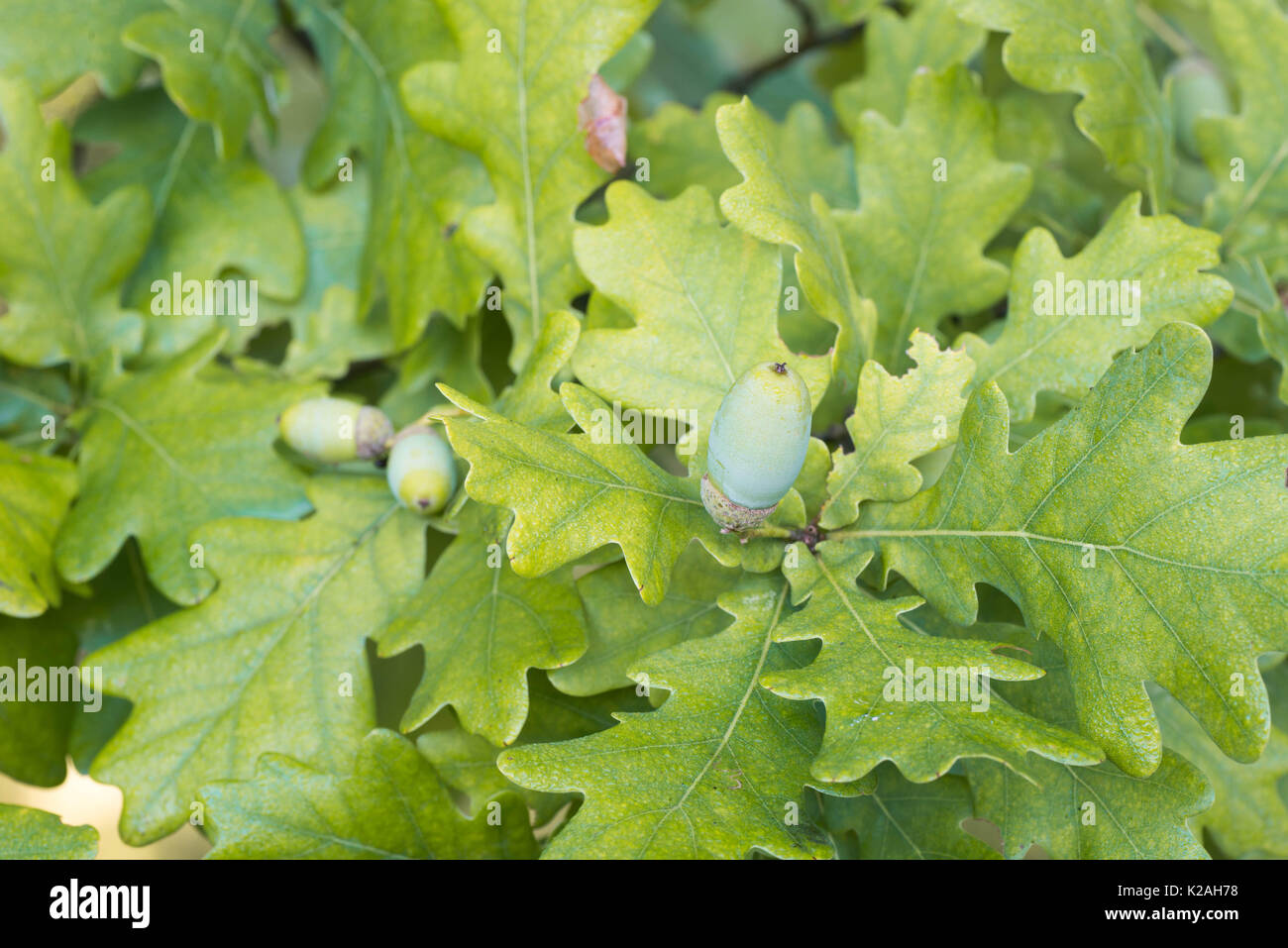 Oak branch with leaves hi-res stock photography and images - Alamy