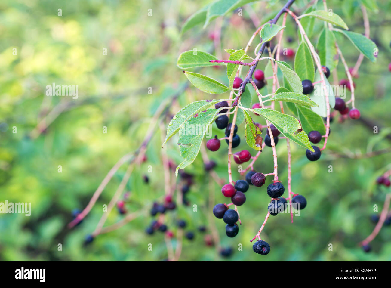 Bird cherry summer bush shrub hi-res stock photography and images - Alamy