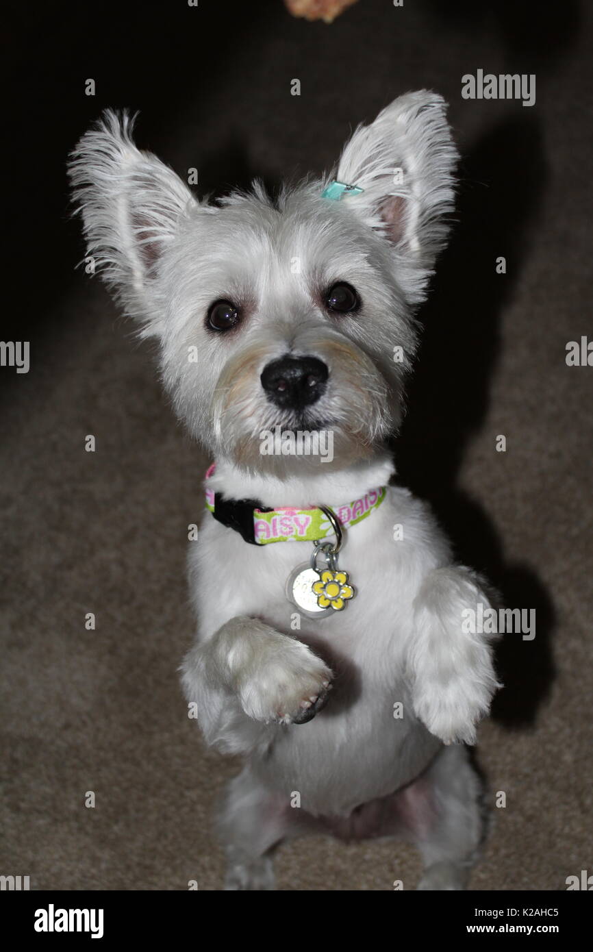 Pretty daisy hi-res stock photography and images - Alamy