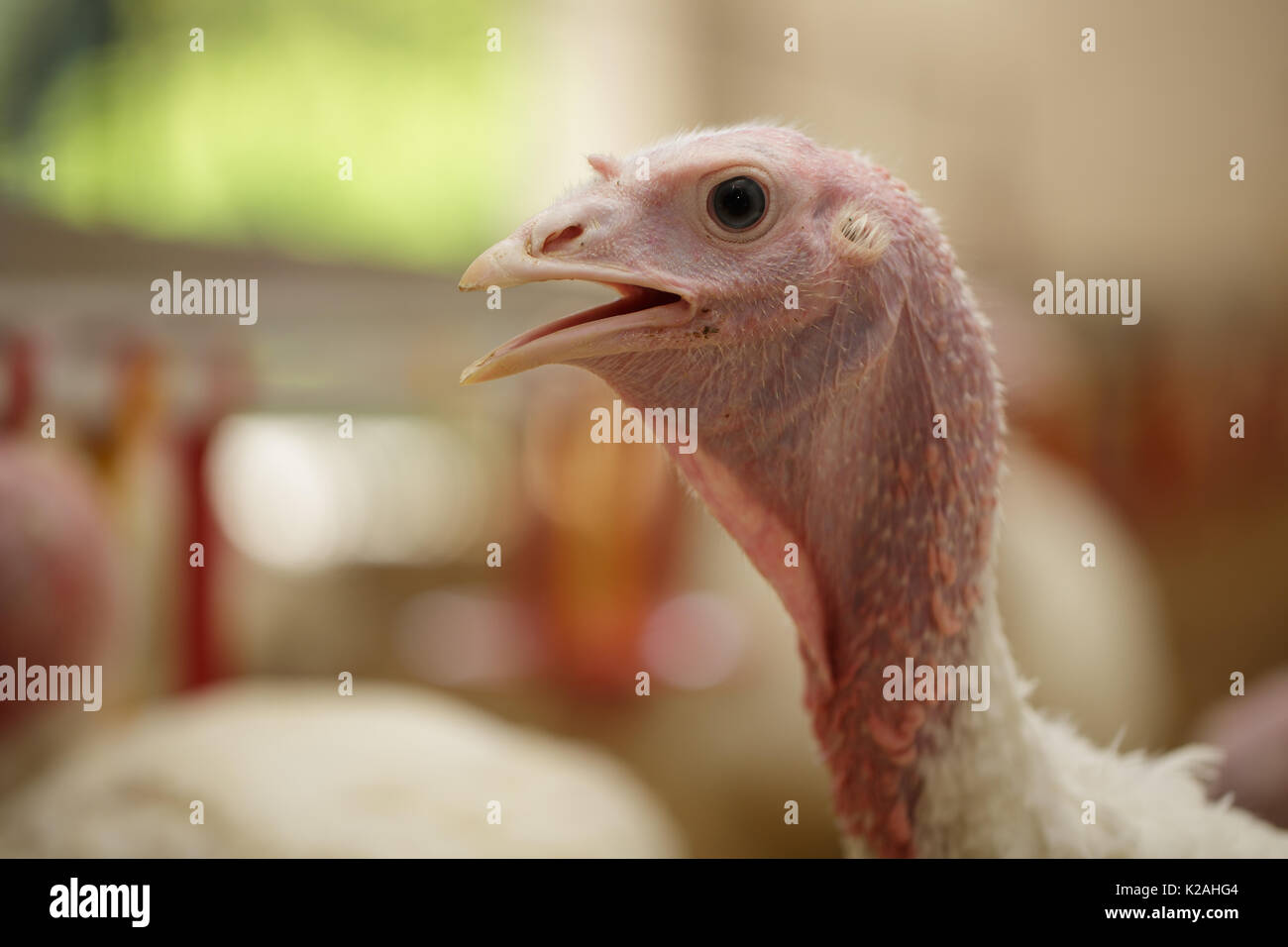 Turkey on a farm , breeding turkeys. Portrait of Turkey. Flock of ...