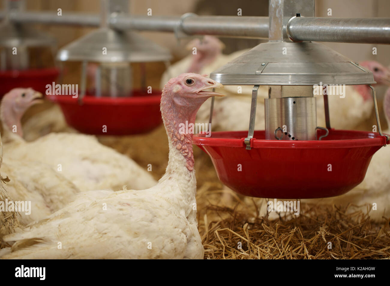 turkeys on the farm. Turkey farming. Growing or cultivation of turkey ...