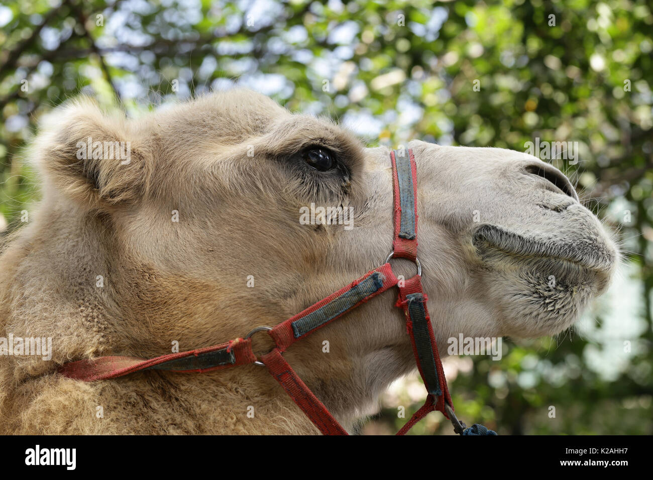 Arabian camel two funny hi-res stock photography and images - Alamy