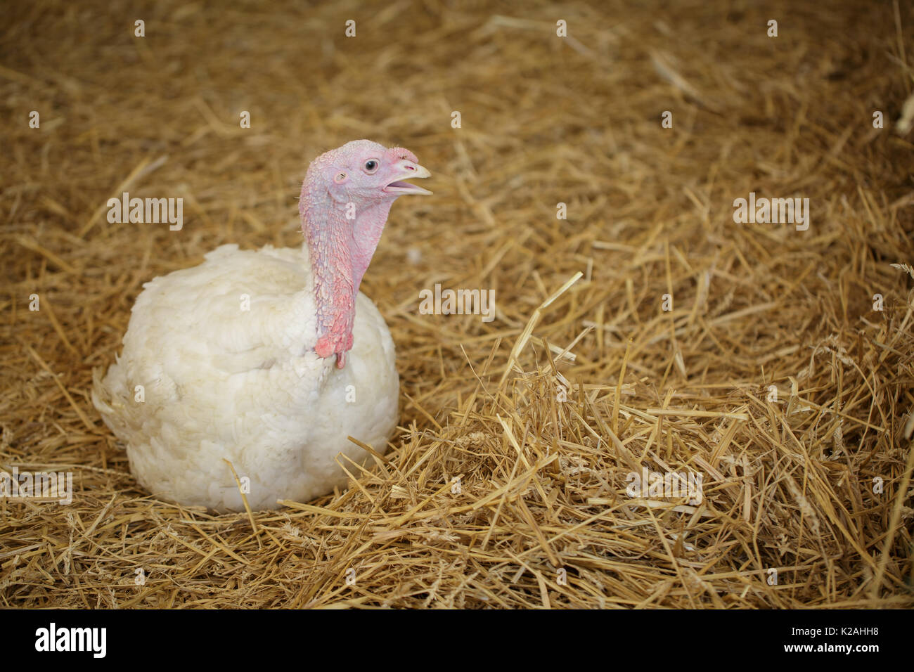 white little turkey seating on yellow hay Stock Photo - Alamy