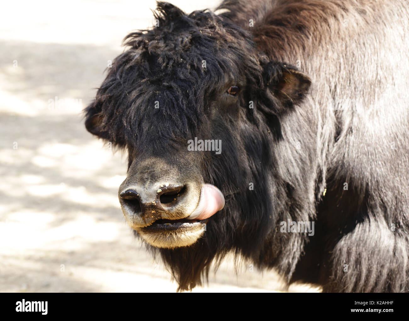 Portrait of a wild big bull yak Stock Photo - Alamy