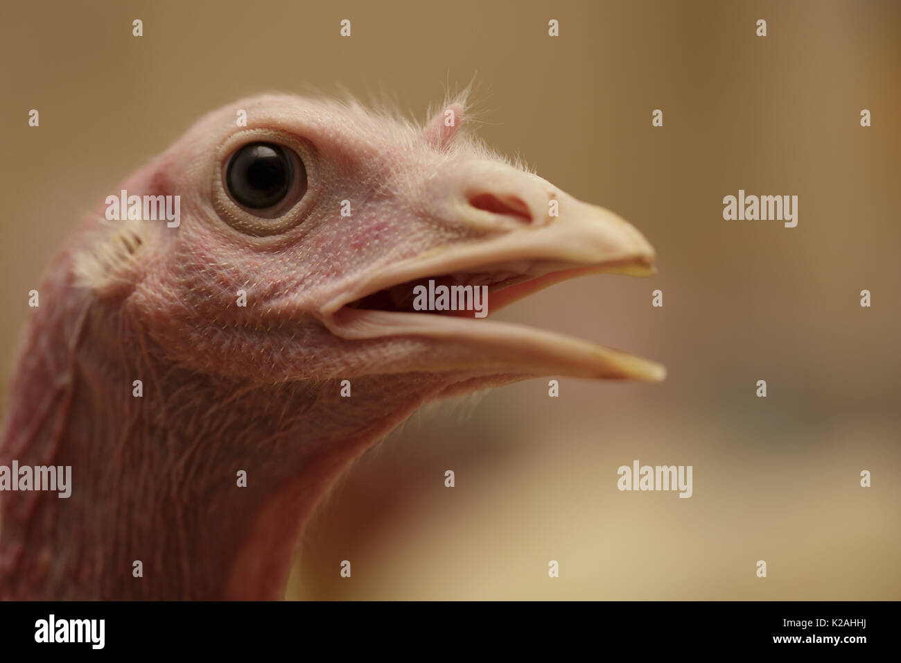 Headofturkey hi-res stock photography and images - Alamy