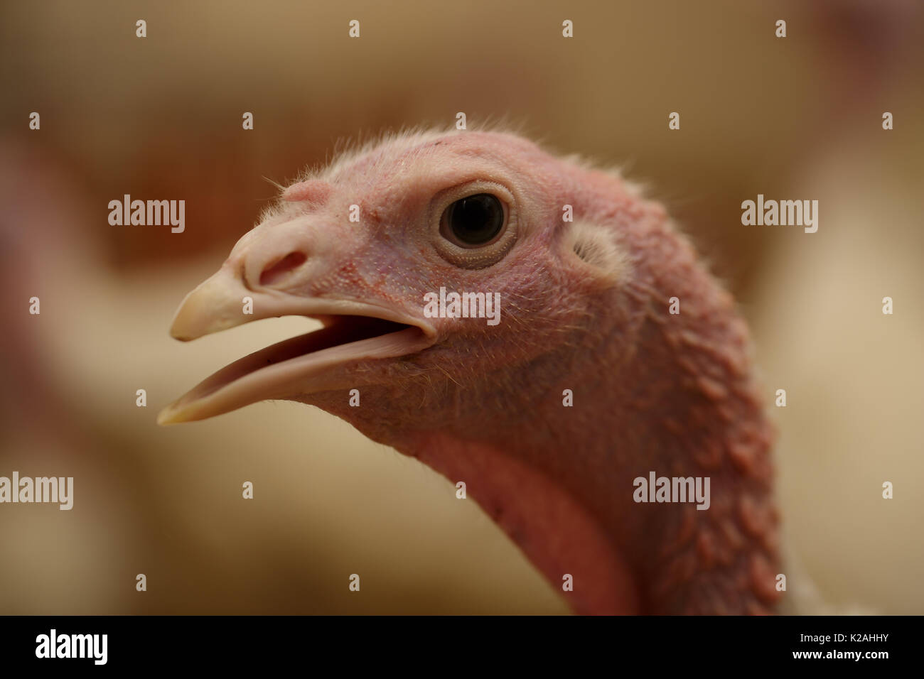 Headofturkey hi-res stock photography and images - Alamy