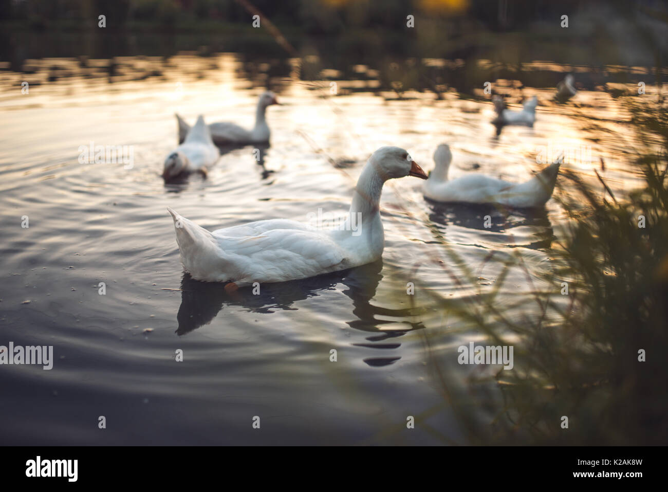 Ancestor of domesticated goose hi-res stock photography and images - Alamy